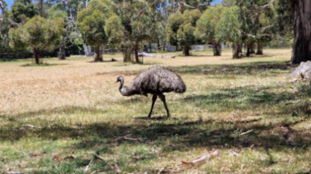 Cleland National Park | Adelaide - What to Expect | Timings | Tips ...