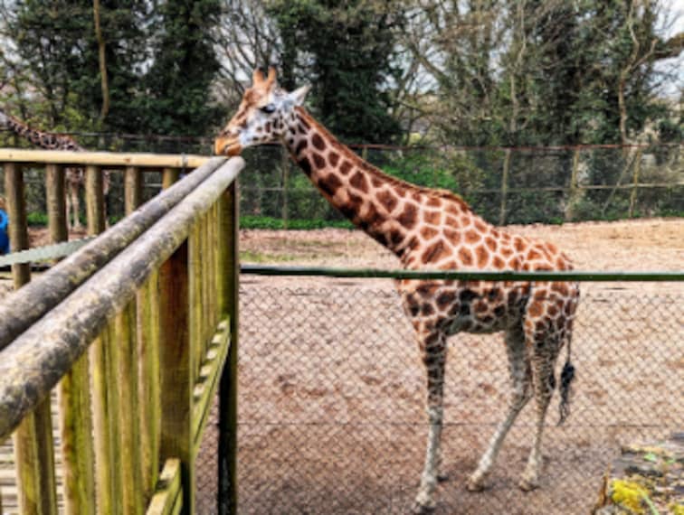 Dudley Zoo and Castle | Birmingham - What to Expect | Timings | Tips ...