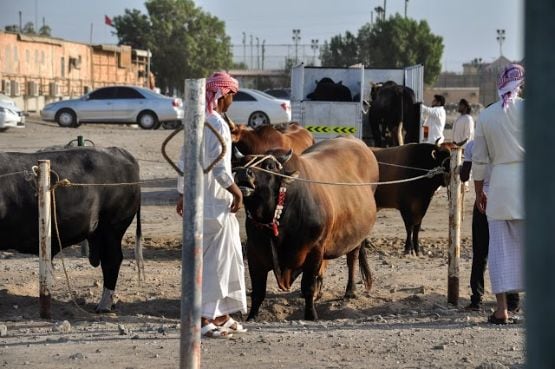 Bull Fighting | Fujairah - What to Expect | Timings | Tips - Trip Ideas ...