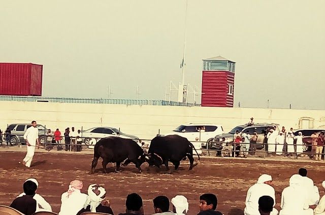 Bull Fighting | Fujairah - What to Expect | Timings | Tips - Trip Ideas ...