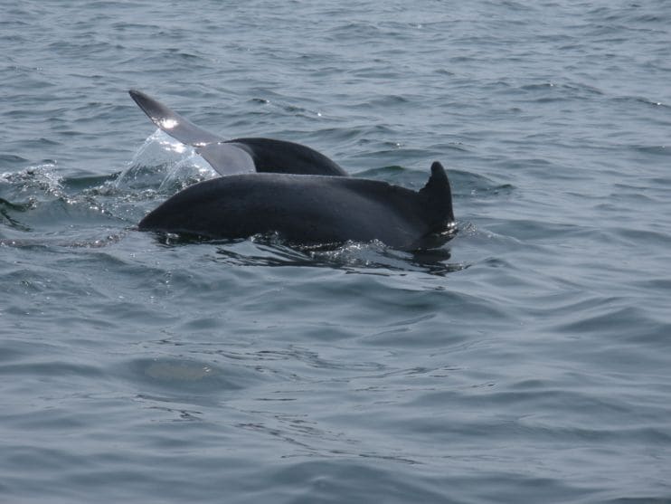 Dolphin Spotting | Goa - What to Expect | Timings | Tips - Trip Ideas ...