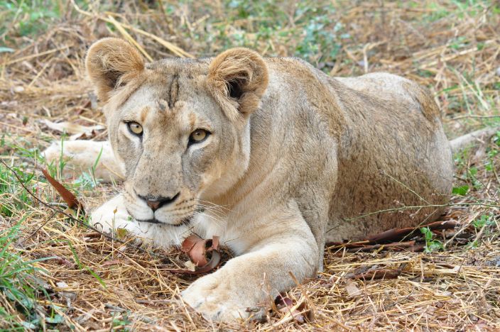 Bondla Wildlife Sanctuary | Goa - What to Expect | Timings | Tips ...