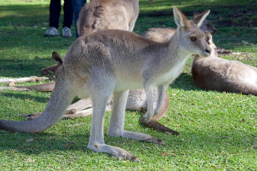 Currumbin Wildlife Sanctuary | Gold Coast - What to Expect | Timings ...