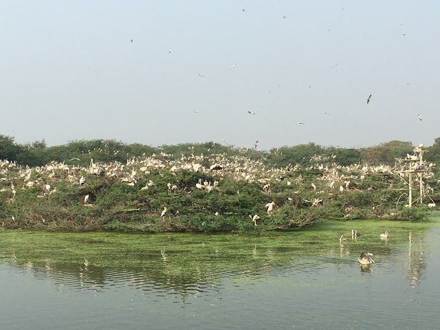 Uppalapadu Nature Conservation | Guntur - What to Expect | Timings ...