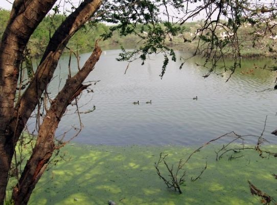 Uppalapadu Nature Conservation | Guntur - What to Expect | Timings ...