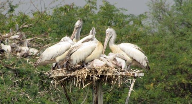 Uppalapadu Nature Conservation | Guntur - What to Expect | Timings ...