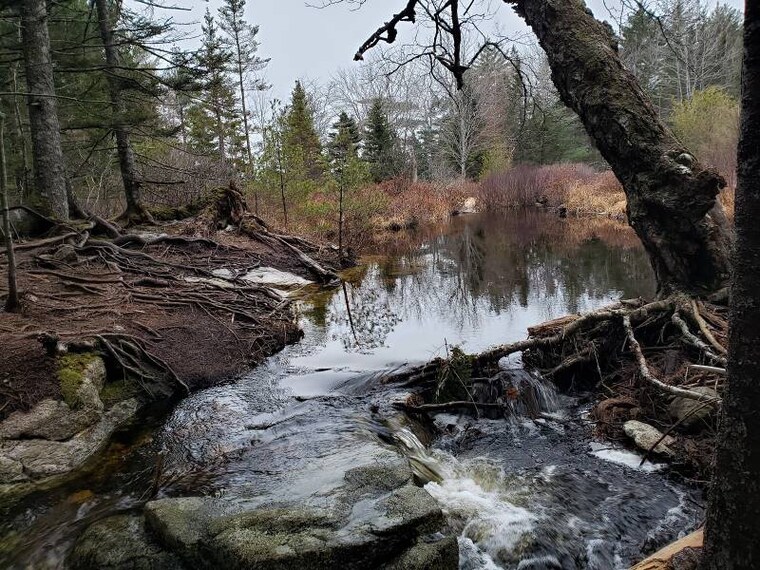Blue Mountain Birch Cove Lakes Wilderness Area | Halifax - What to ...