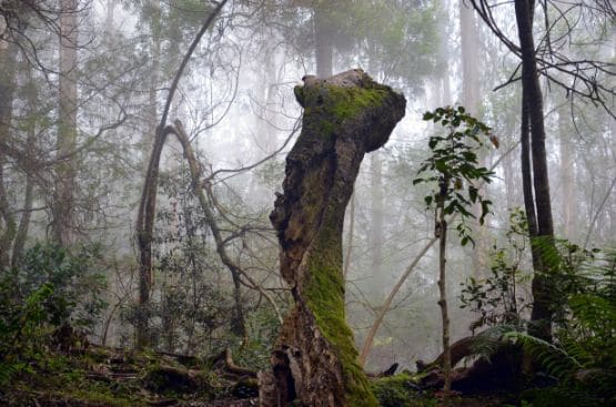 Devils Kitchen | Kodaikanal - What to Expect | Timings | Tips - Trip ...