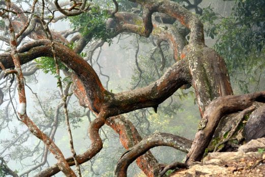 Devils Kitchen | Kodaikanal - What to Expect | Timings | Tips - Trip ...