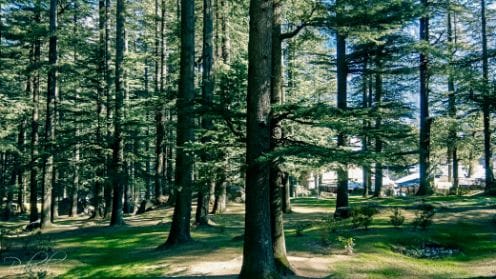 Hidimba Devi Temple, Manali - Timing, History & Photos