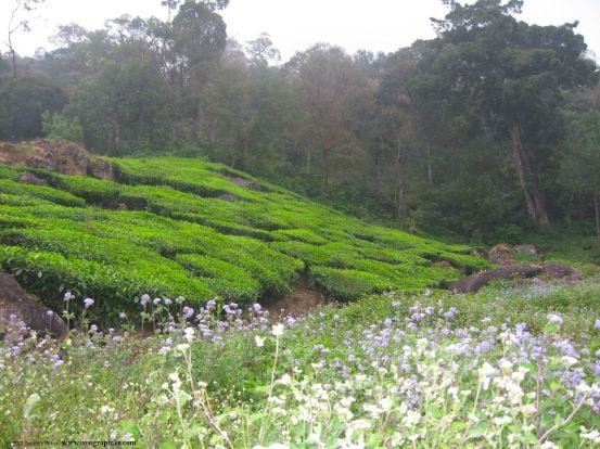 Pothamedu View Point | Munnar - What to Expect | Timings | Tips - Trip ...