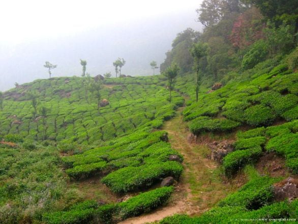 Pothamedu View Point | Munnar - What to Expect | Timings | Tips - Trip ...
