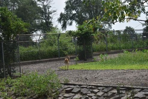 Explore Manipur Zoological Garden | Imphal - What to Expect | Timings ...