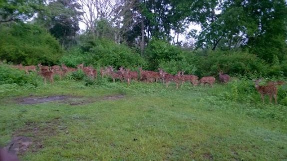 Kutta Village | Kabini - What to Expect | Timings | Tips - Trip Ideas ...