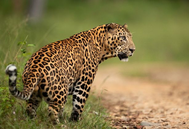 Kabini Best Time To Visit Top Things To Do Book Your Trip kabini-best-time-to-visit-top-things-to-do-book-your-trip