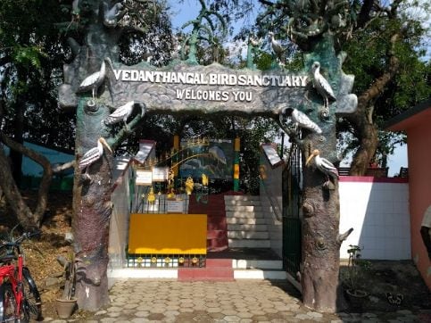 Vedanthangal Bird Sanctuary | Kanchipuram - What to Expect | Timings ...