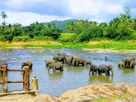 Pinnawala Elephant Orphanage | Kandy - What to Expect | Timings | Tips ...