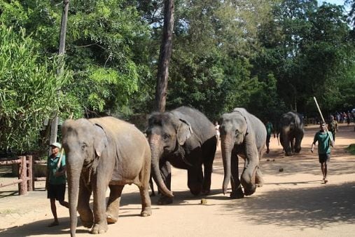 Pinnawala Elephant Orphanage | Kandy - What to Expect | Timings | Tips ...