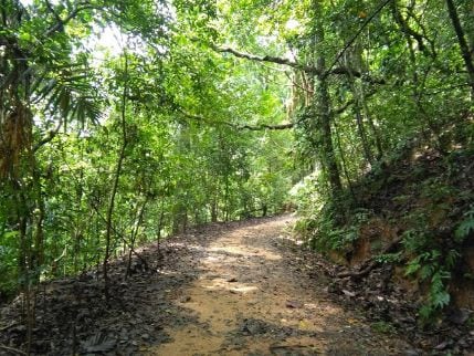 Udawattakele Forest Reserve | Kandy - What to Expect | Timings | Tips ...