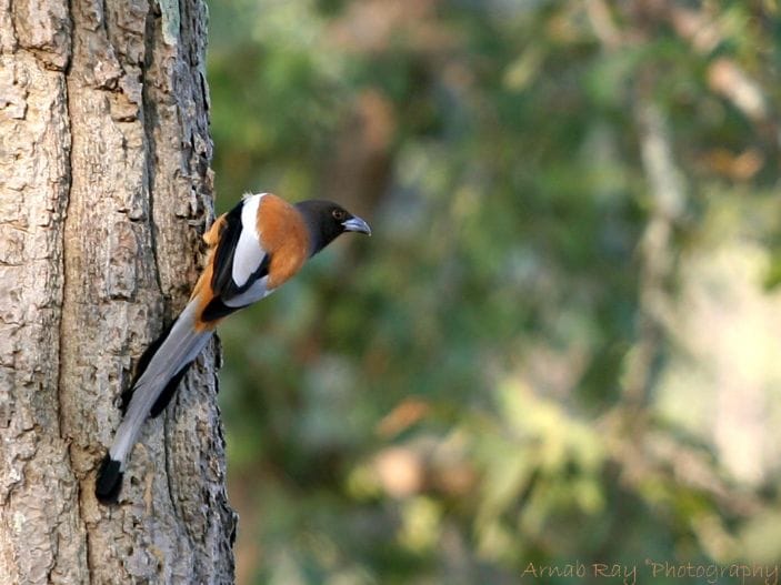 Indulge in Bird Watching | Kanha - What to Expect | Timings | Tips ...