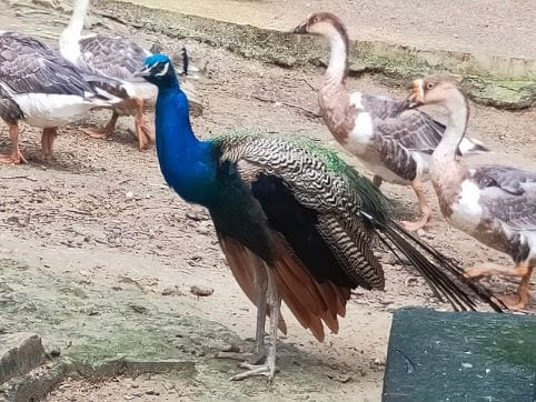 Allen Forest Zoo | Kanpur - What to Expect | Timings | Tips - Trip ...