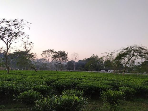 Cinnamora Tea Estate | Kaziranga - What to Expect | Timings | Tips ...