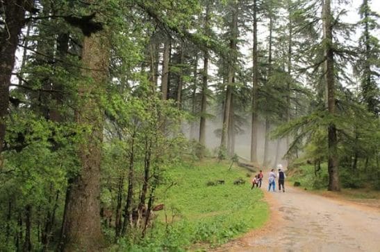Kalatop Khajjiar Sanctuary | Khajjiar - What to Expect | Timings | Tips ...
