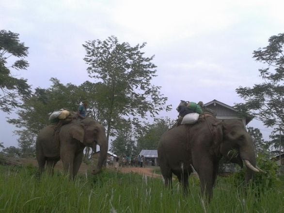 Intanki Wildlife Sanctuary | Kohima - What to Expect | Timings | Tips ...