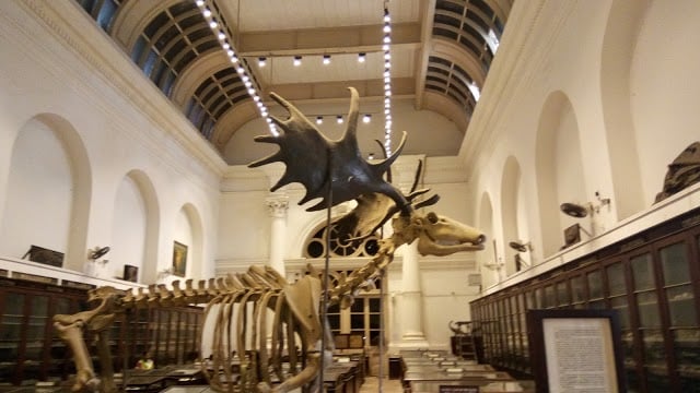 Indian Museum, Kolkata - Ticket Price, Timings, Photos