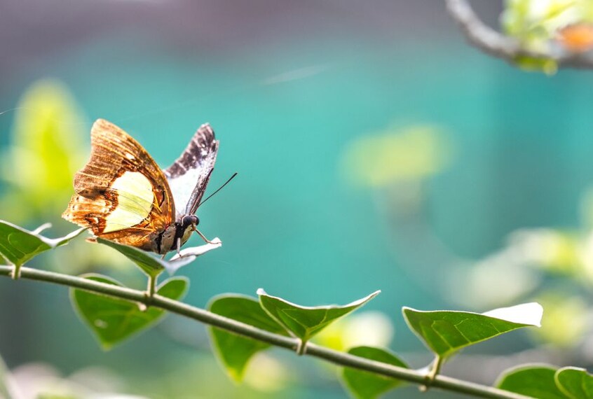 See Butterflies at Kuala Lumpur Butterfly Park | Kuala Lumpur - What to ...