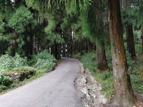 Relax at the Dowhill Eco Park | Kurseong - What to Expect | Timings ...