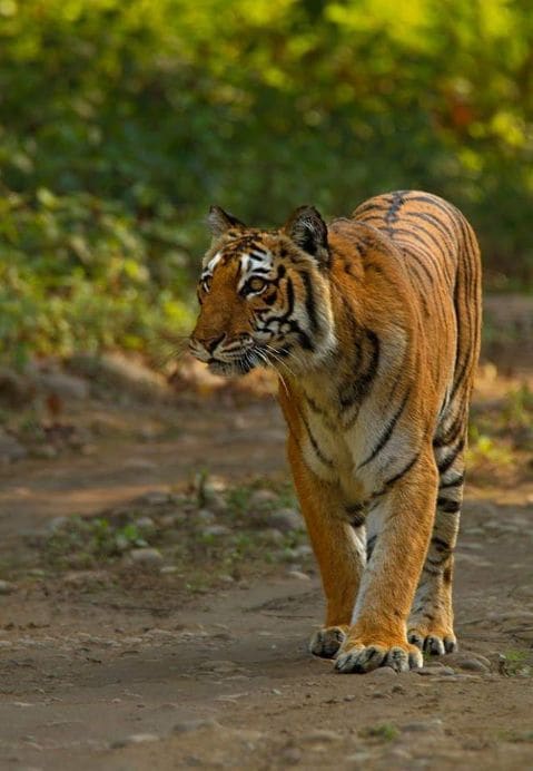 Go for a Safari Ride in Kalagarh Wildlife Sanctuary | Lansdowne - What ...
