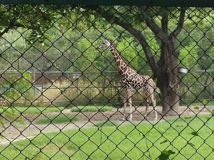 Visit the Lucknow Zoological Garden | Lucknow - What to Expect ...