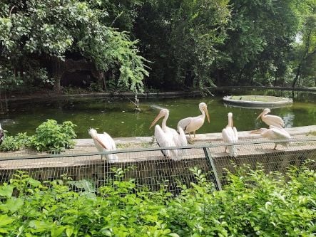 Visit the Lucknow Zoological Garden | Lucknow - What to Expect ...