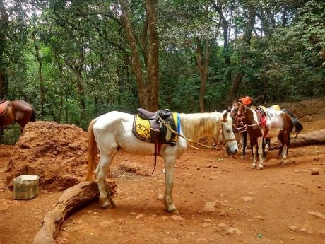 Monkey Point | Matheran - What to Expect | Timings | Tips - Trip Ideas ...