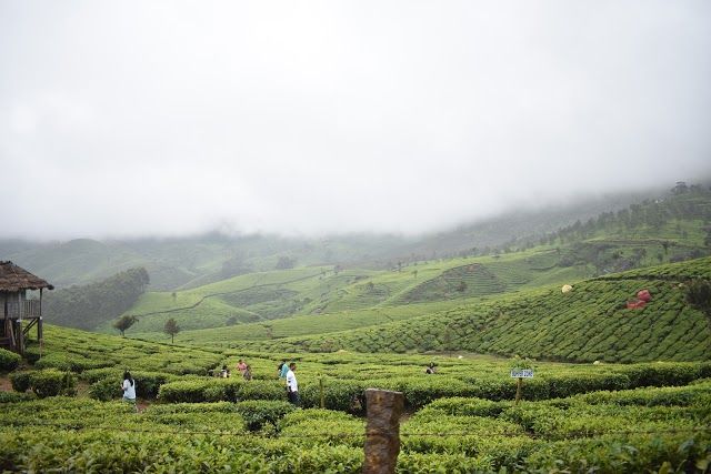 Lockheart Gap | Munnar - What to Expect | Timings | Tips - Trip Ideas ...