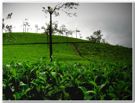 Photo Point | Munnar - What to Expect | Timings | Tips - Trip Ideas by ...