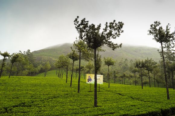 Photo Point | Munnar - What to Expect | Timings | Tips - Trip Ideas by ...