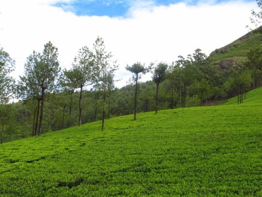 Photo Point | Munnar - What to Expect | Timings | Tips - Trip Ideas by ...