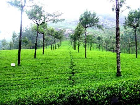Photo Point | Munnar - What to Expect | Timings | Tips - Trip Ideas by ...