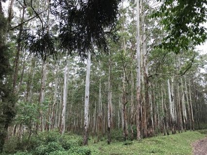 Seetha Devi Lake | Munnar - What to Expect | Timings | Tips - Trip ...