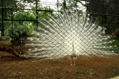 Mysore Zoo | Mysore - What to Expect | Timings | Tips - Trip Ideas by ...