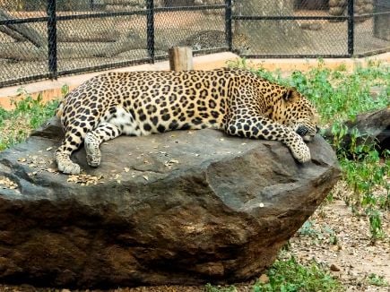 Mysore Zoo | Mysore - What to Expect | Timings | Tips - Trip Ideas by ...