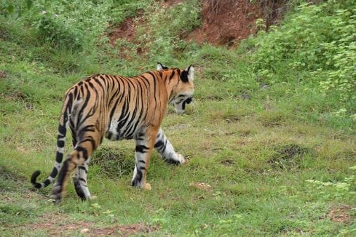 Nagarhole National Park, Nagarhole - Safari Timing, Ticket Fee & Photos