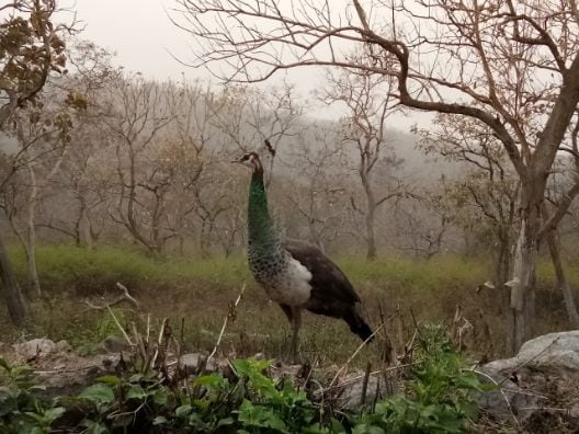 Nagarhole National Park, Nagarhole - Safari Timing, Ticket Fee & Photos