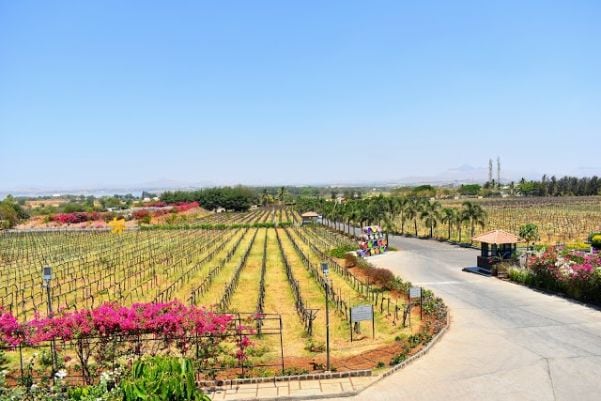 Sula Vineyard | Nashik - What to Expect | Timings | Tips - Trip Ideas ...
