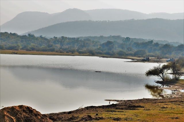 Sariska National Park, Neemrana - Safari Timing, Ticket Fee & Photos