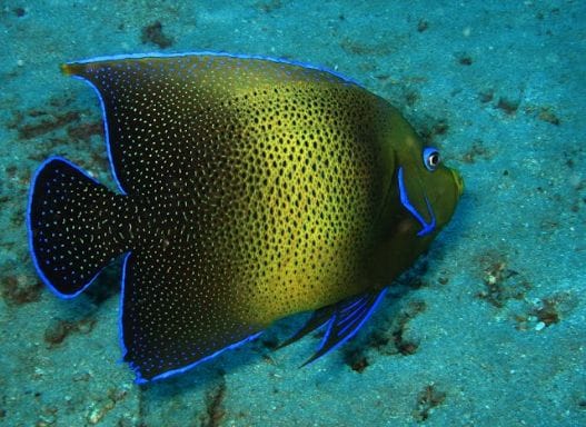 Go Snorkelling | Neil Island - What to Expect | Timings | Tips - Trip ...