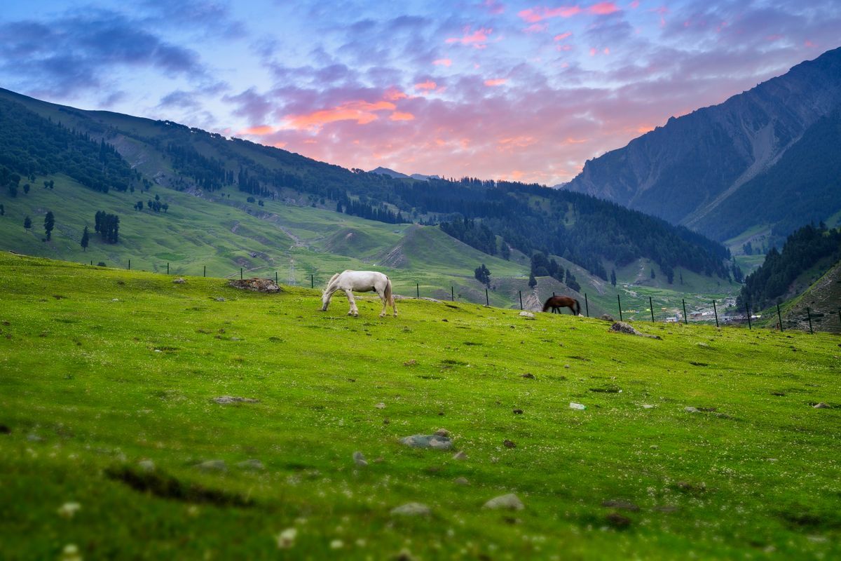 Srinagar | Best Time to Visit | Things to Do | Travel, Stay, Packages ...