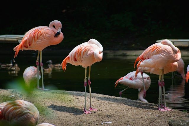 Bronx Zoo | New York - What to Expect | Timings | Tips - Trip Ideas by ...